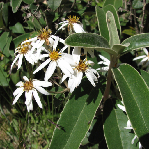 Large-Leaved Daisy-Bush (Olearia Megalophylla) Plant Care & How to Grow, Water