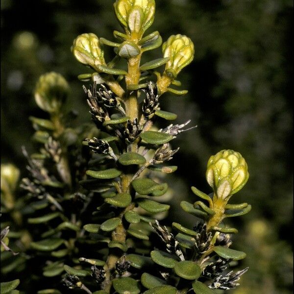 Olearia Nummulariifolia Plant Care & How to Grow, Water