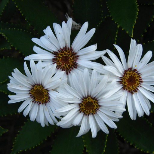 Olearia Oporina Plant Care & How to Grow, Water