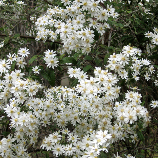 Alpine Daisybush (Olearia Phlogopappa) Plant Care & How to Grow, Water