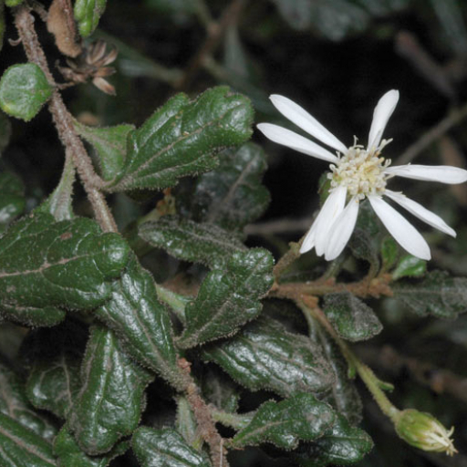Olearia Quercifolia Plant Care & How to Grow, Water