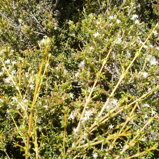 Coastal Tree Daisy (Olearia Solandri) Plant Care & How to Grow, Water