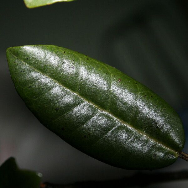 Olearia Spectabilis Plant Care & How to Grow, Water