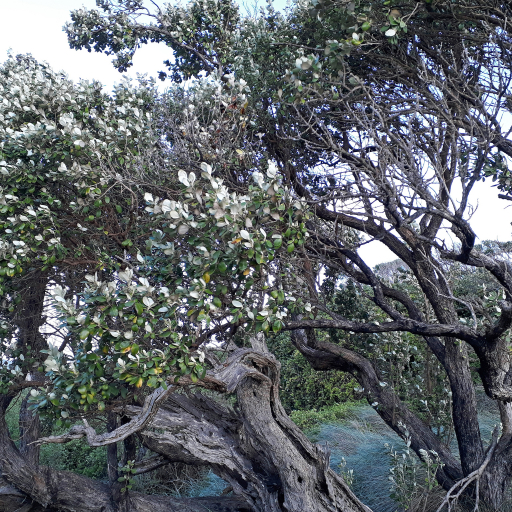 Chatham Island Akeake (Olearia Traversiorum) Care Guide: Water, Soil ...