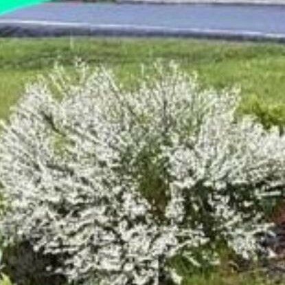 Olearia Virgata Plant Care & How to Grow, Water