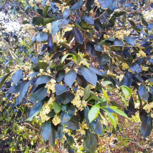 Hard Pear (Olinia Ventosa) Plant Care & How to Grow, Water