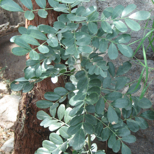 Desert Ironwood (Olneya Tesota) Care Guide: Water, Soil & Propagation ...