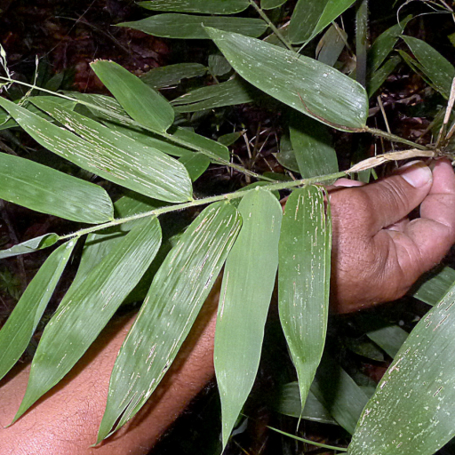 Carrycillo (Olyra Latifolia) Plant Care & How to Grow, Water