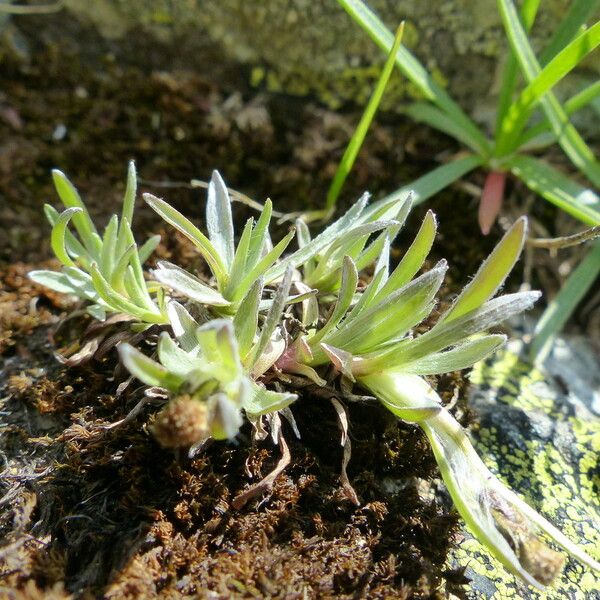 Alpine Arctic Cudweed (Omalotheca Supina) Plant Care & How to Grow, Water