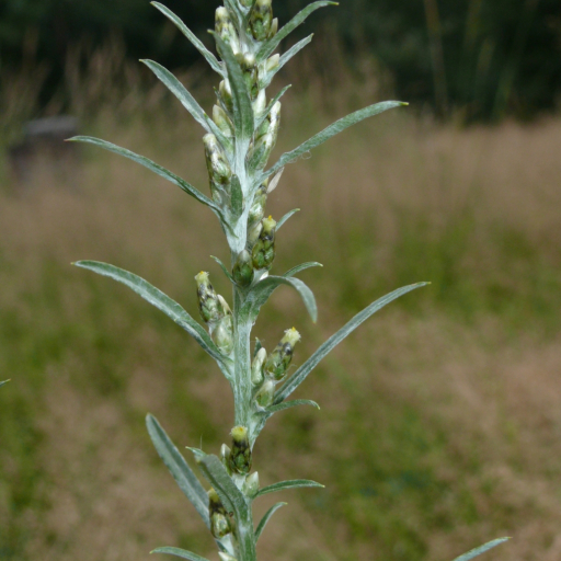 Heath Cudweed (Omalotheca Sylvatica) Plant Care & How to Grow, Water