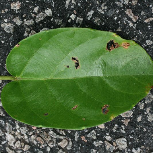 Omphalea Diandra Plant Care & How to Grow, Water