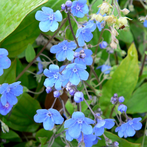 Cappadocian Navelwort (Omphalodes Cappadocica) Plant Care & How to Grow ...
