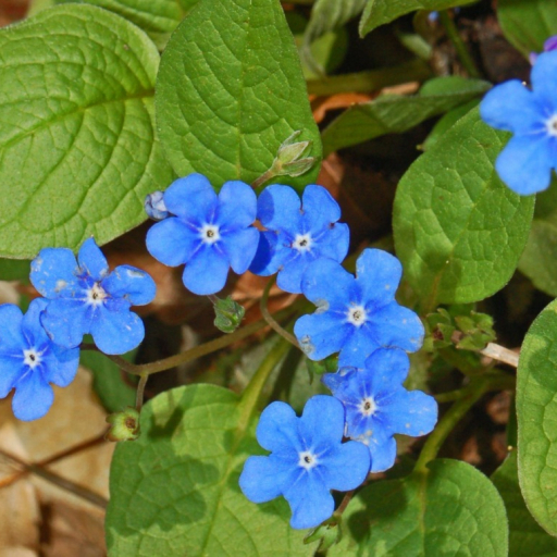 Creeping-Forget-Me-Not (Omphalodes Verna) Plant Care & How to Grow, Water