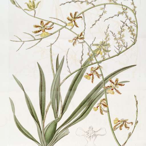 Wydler's Dancing-Lady Orchid (Oncidium Altissimum) Care Guide: Water ...