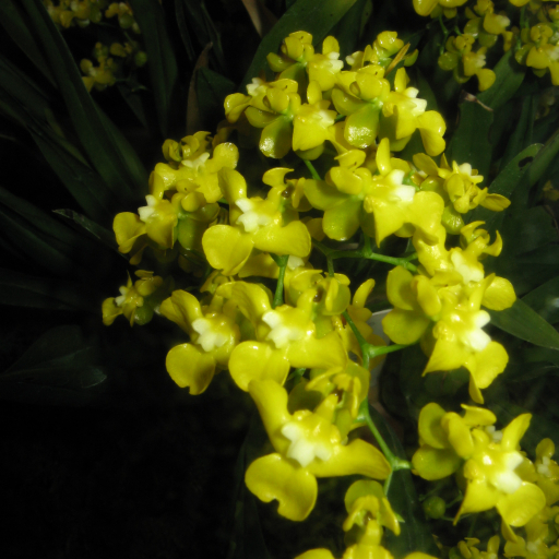 Oncidium Cheirophorum Plant Care & How to Grow, Water