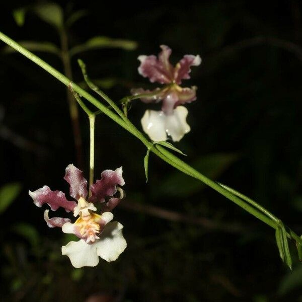 Oncidium Dichromaticum Plant Care & How to Grow, Water