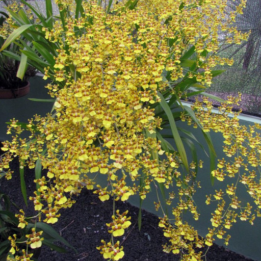 Dancing Lady (Oncidium Sphacelatum) Plant Care & How to Grow, Water