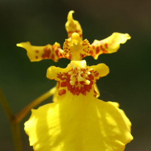Oncidium Spp. Care Guide: Water, Soil & Propagation - Plantiary