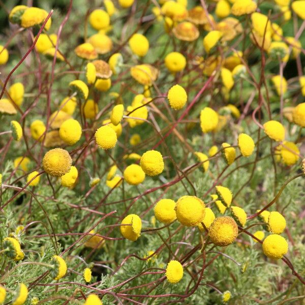 Grand Stinkweed (Oncosiphon Grandiflorum) Care Guide: Water, Soil ...