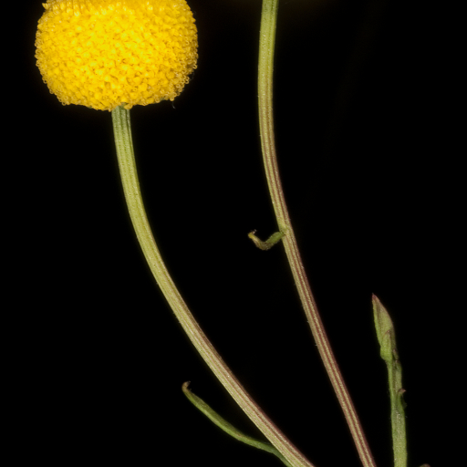 Stinknet (Oncosiphon Piluliferum) Care Guide: Water, Soil & Propagation ...