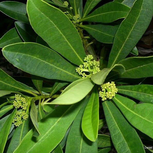 Oncotheca Balansae Plant Care & How to Grow, Water