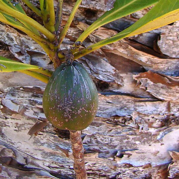 Oncotheca Humboldtiana Plant Care & How to Grow, Water