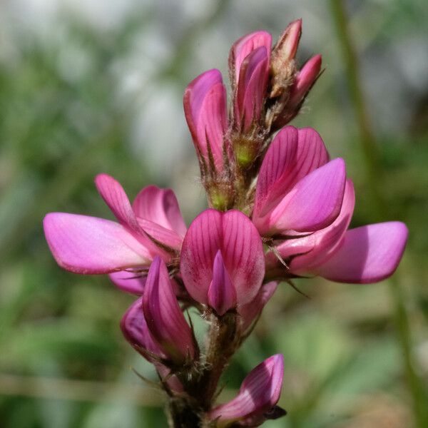 Sanfoin (Onobrychis Supina) Care Guide: Water, Soil & Propagation ...