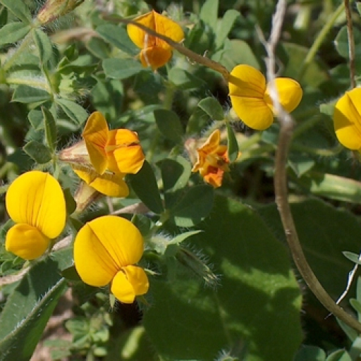 Yellow Restharrow (Ononis Natrix) Plant Care & How to Grow, Water