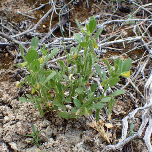 Bird's-Foot Restharrow (Ononis Ornithopodioides) Plant Care & How to ...