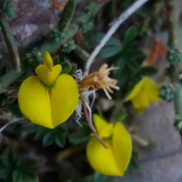 Ononis Pusilla Plant Care & How to Grow, Water