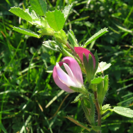 Common Restharrow (Ononis Repens) Plant Care & How to Grow, Water