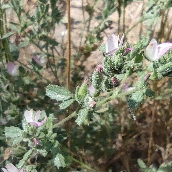 Toothed Restharrow (Ononis Serrata) Care Guide: Water, Soil ...