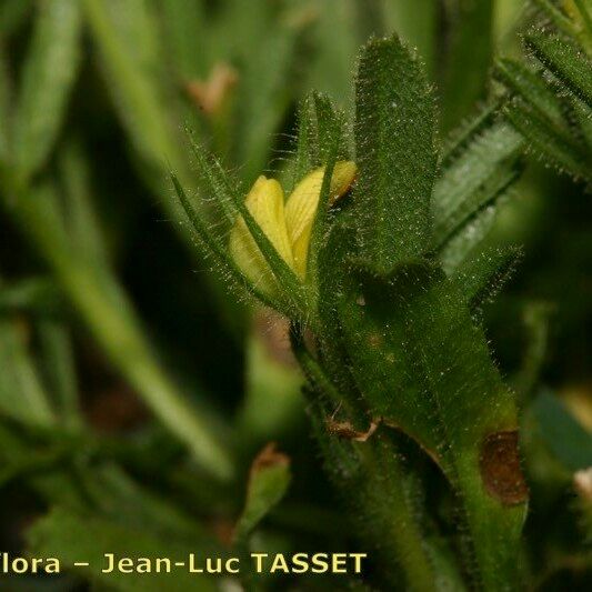 Ononis Sicula Care Guide: Water, Soil & Propagation - Plantiary