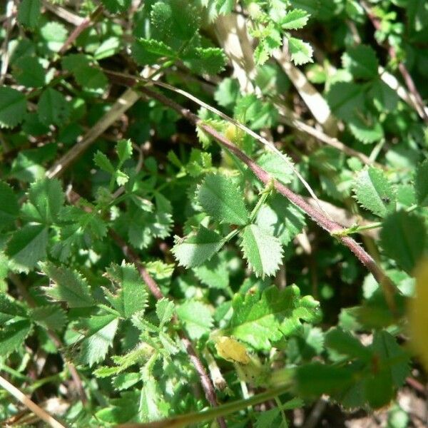 Yellow Restharrow (Ononis Striata) Plant Care & How to Grow, Water