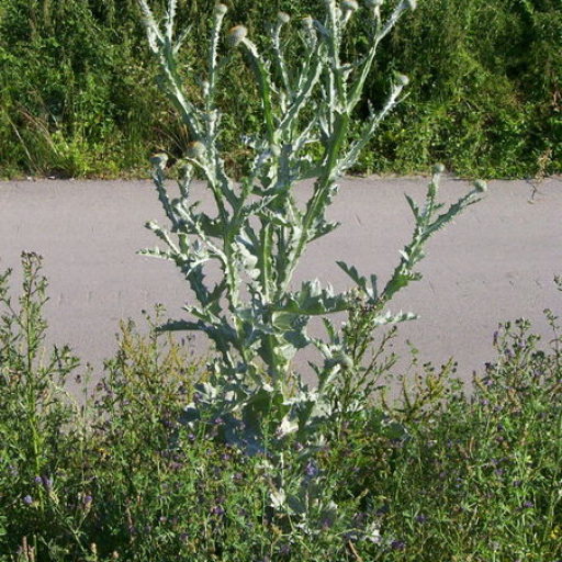 Scotch Thistle (Onopordum Acanthium) Care Guide: Water, Soil ...