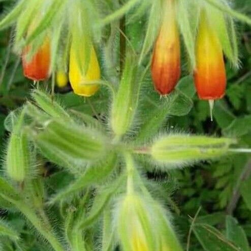 Tree Onosma (Onosma Frutescens) Plant Care & How to Grow, Water