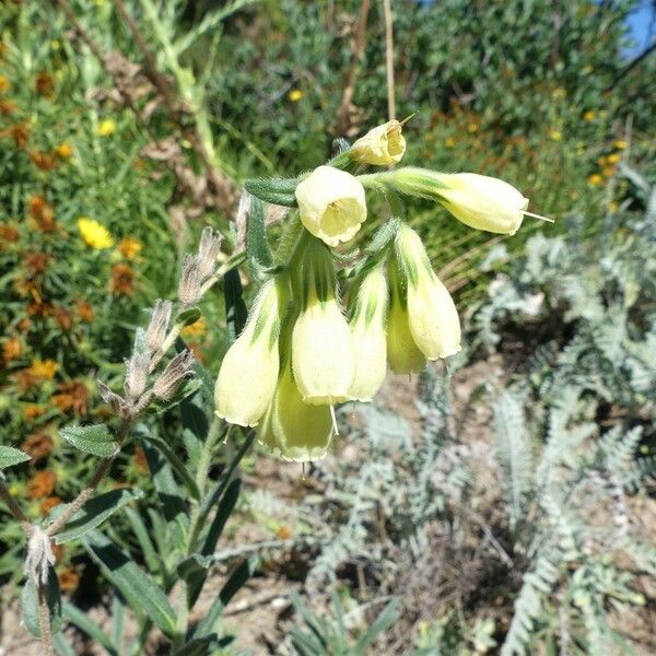 Onosma Tornensis Plant Care & How to Grow, Water