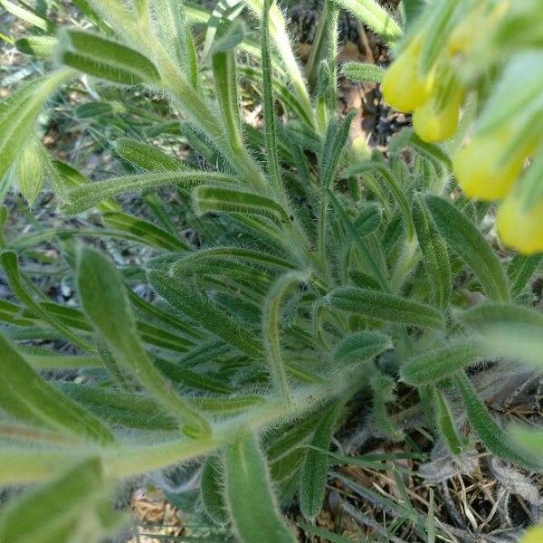 Onosma Tricerosperma Plant Care & How to Grow, Water