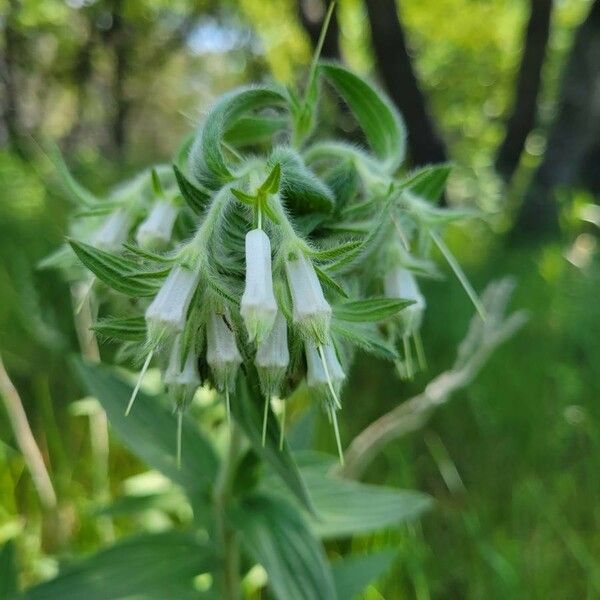 Onosmodium Bejariense Plant Care & How to Grow, Water