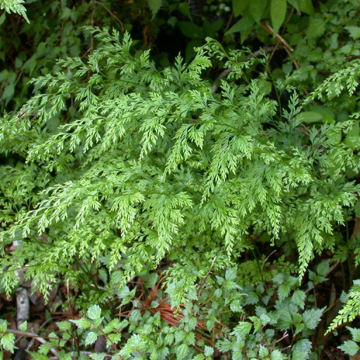 Carrot Fern (Onychium Japonicum) Plant Care & How to Grow, Water