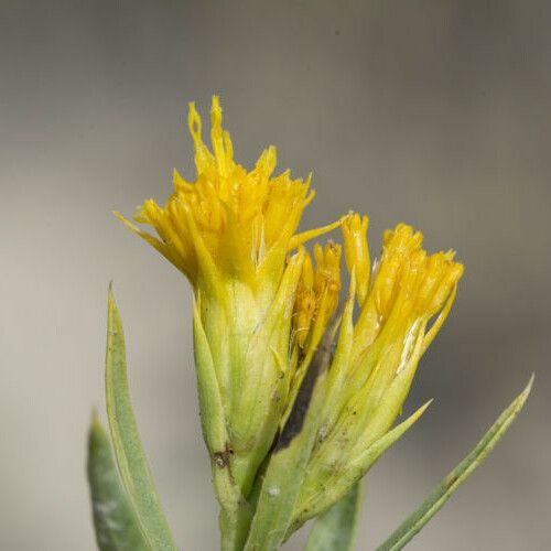 Ward's False Goldenweed (Oonopsis Wardii) Plant Care & How to Grow, Water