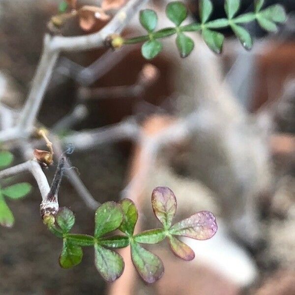 Operculicarya Pachypus Plant Care & How to Grow, Water