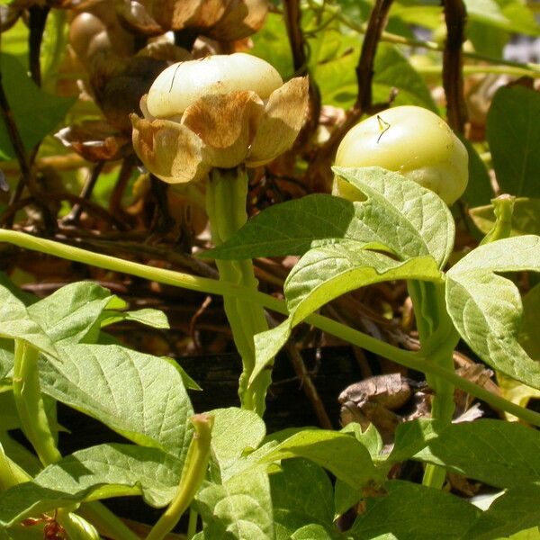 Brazilian Jalap (Operculina Macrocarpa) Plant Care & How to Grow, Water