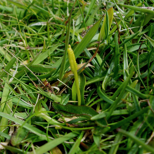 Azores Adder's-Tongue (Ophioglossum Azoricum) Plant Care & How to Grow ...