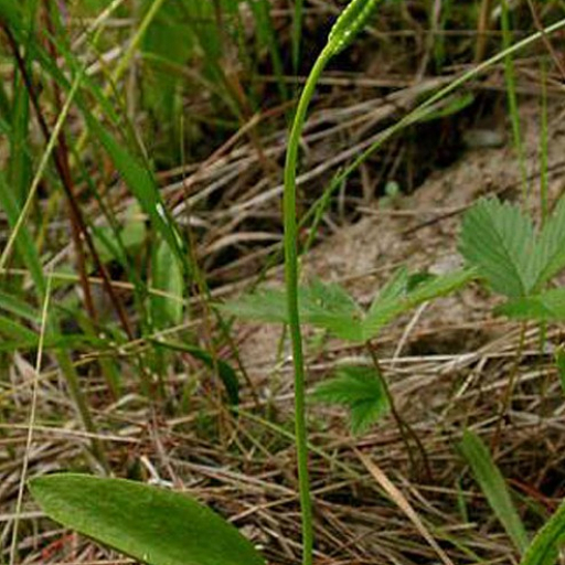 Northern Adder's-Tongue (Ophioglossum Pusillum) Plant Care & How to ...