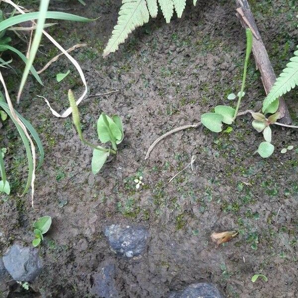Netted Adder's-Tongue (Ophioglossum Reticulatum) Plant Care & How to ...