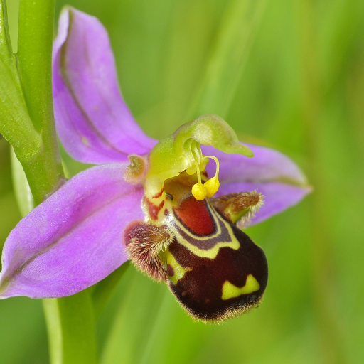 Bee Orchid (Ophrys Apifera) Plant Care & How to Grow, Water