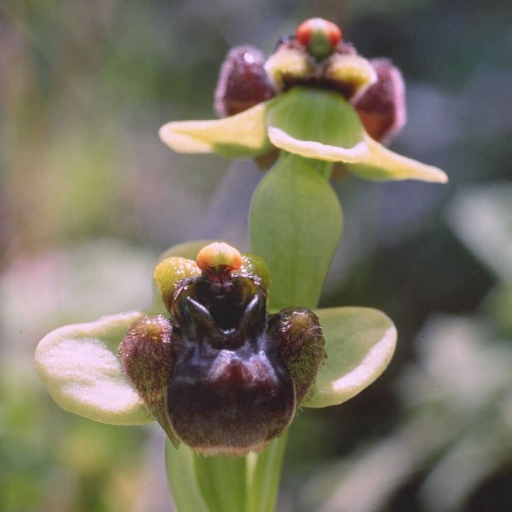 Bumble Bee Orchid (Ophrys Bombyliflora) Plant Care & How to Grow, Water