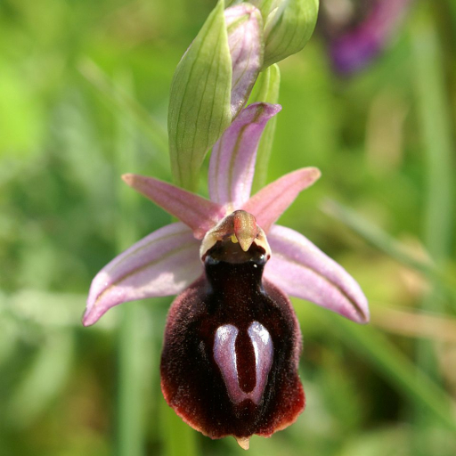 Horseshoe Orchid (Ophrys Ferrum-equinum) Plant Care & How to Grow, Water