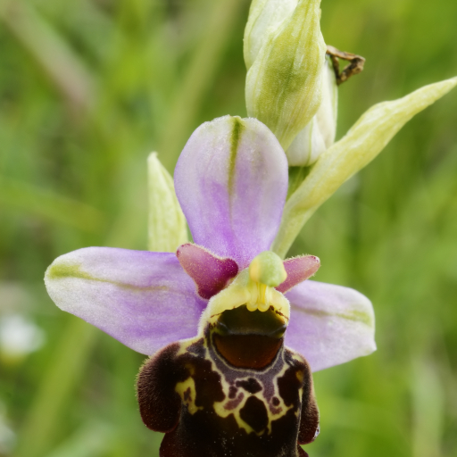 Late Spider Orchid (Ophrys Fuciflora) Plant Care & How to Grow, Water